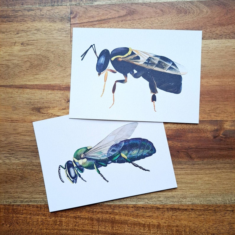 Queensland Postcard Set - Native Australian Bees | Mini Prints 4 Pack ...
