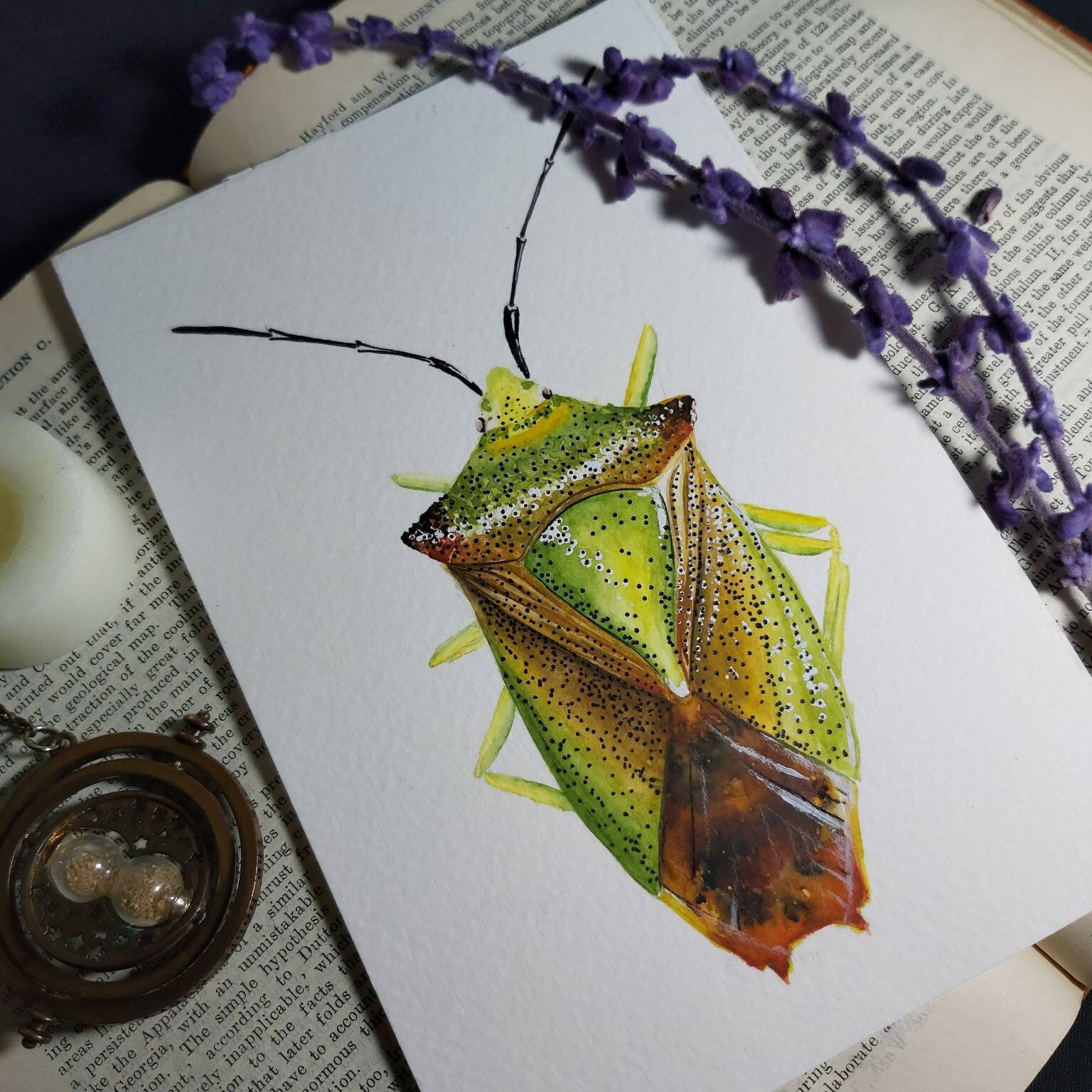 One off Watercolour Insect Painting 18 X 12cm Hawthorn - Etsy UK