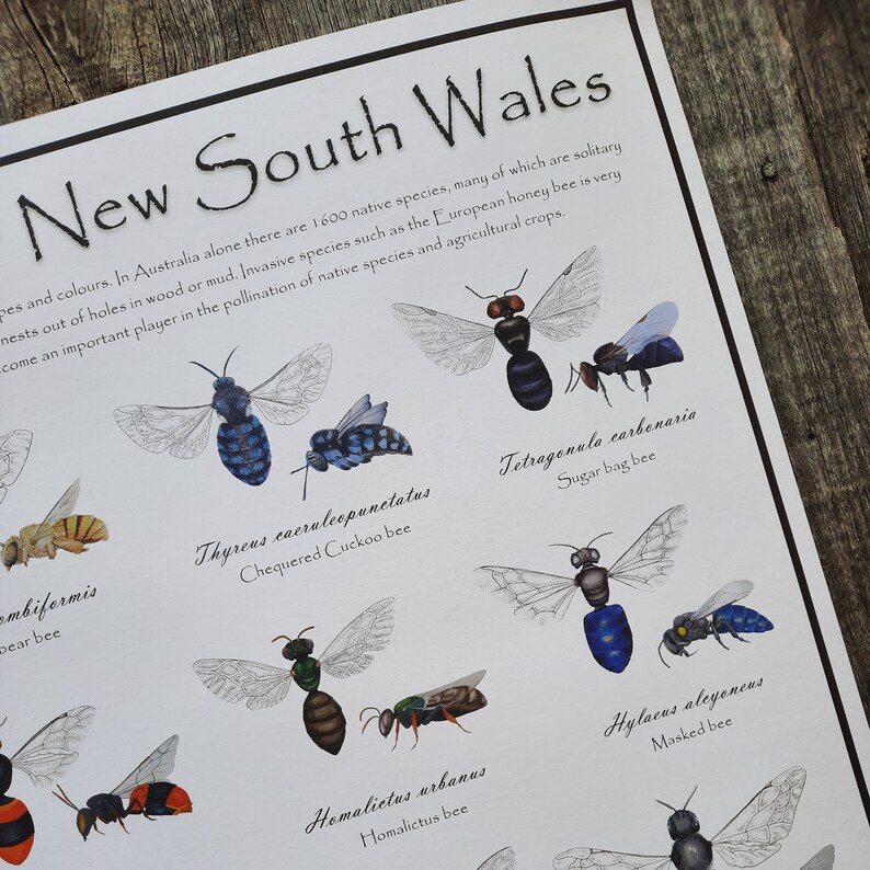 Bees of NSW Educational Poster | Identification Species Guide | Nature ...
