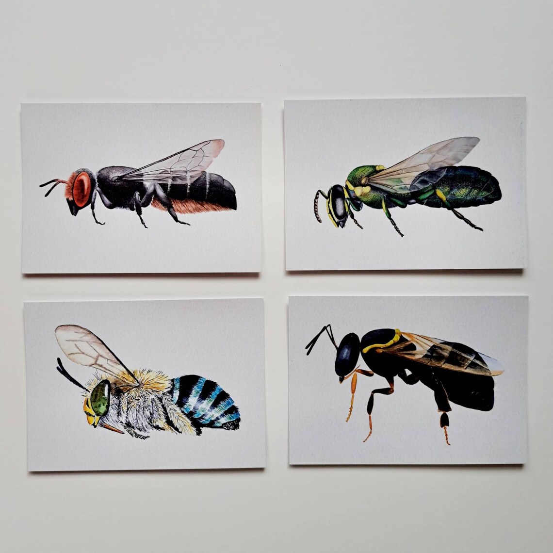 Queensland Postcard Set - Native Australian Bees | Mini Prints 4 Pack ...