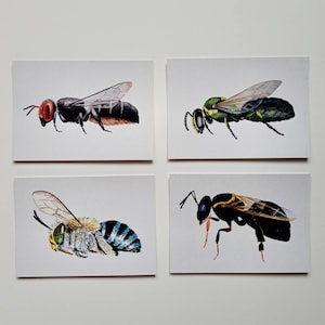 Queensland Postcard Set - Native Australian Bees | Mini Prints 4 Pack ...