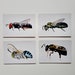 Queensland Postcard Set - Native Australian Bees | Mini Prints 4 Pack ...