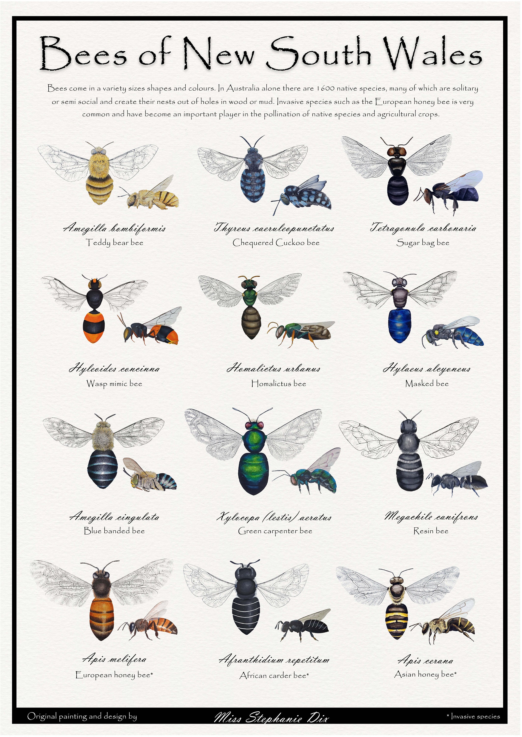 Bees of NSW Educational Poster | Identification Species Guide | Nature ...