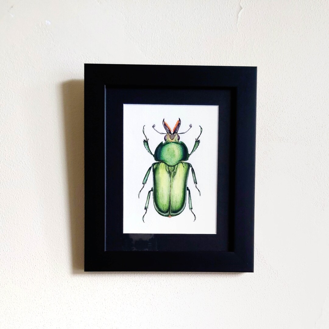 Beetle Watercolour Painting (21 X 14.8cm) | Australian Native Stag ...