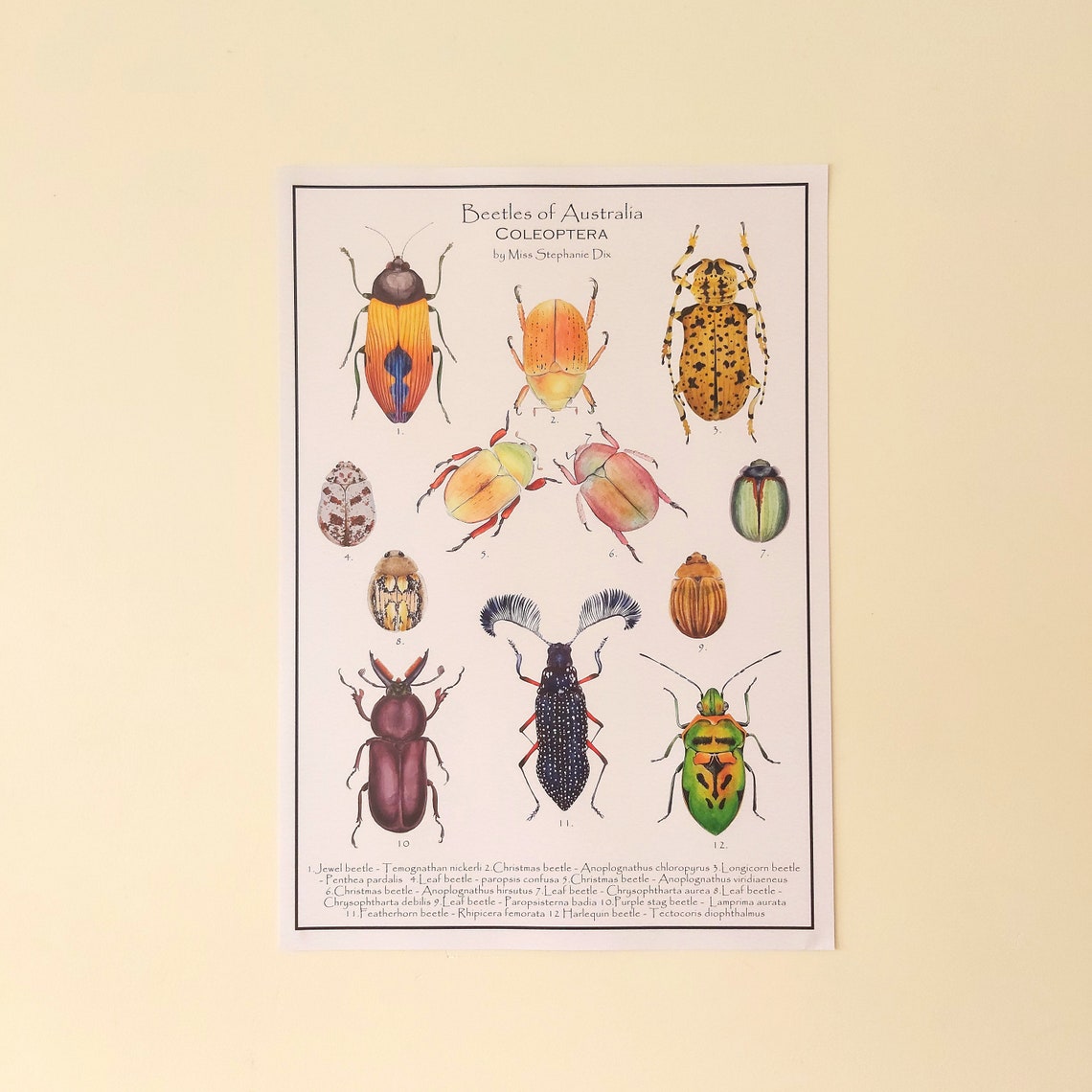 Beetle Illustration Poster Print Australian Insects - Etsy
