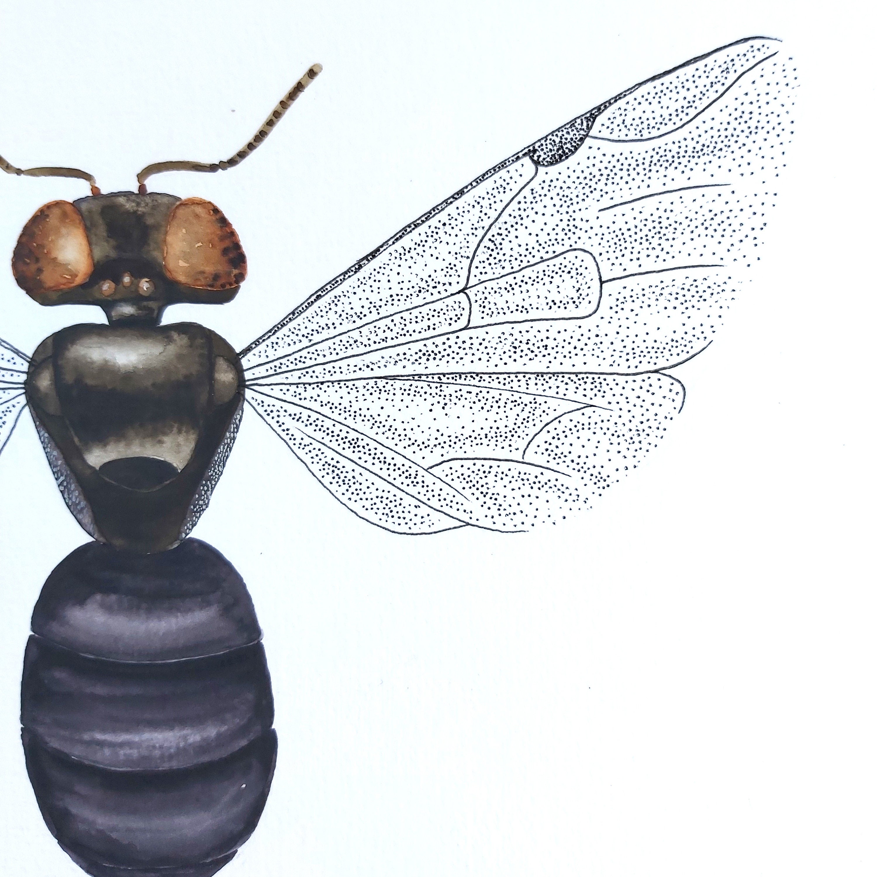 Sugarbag Bee Painting Original Artwork Australian Insect - Etsy