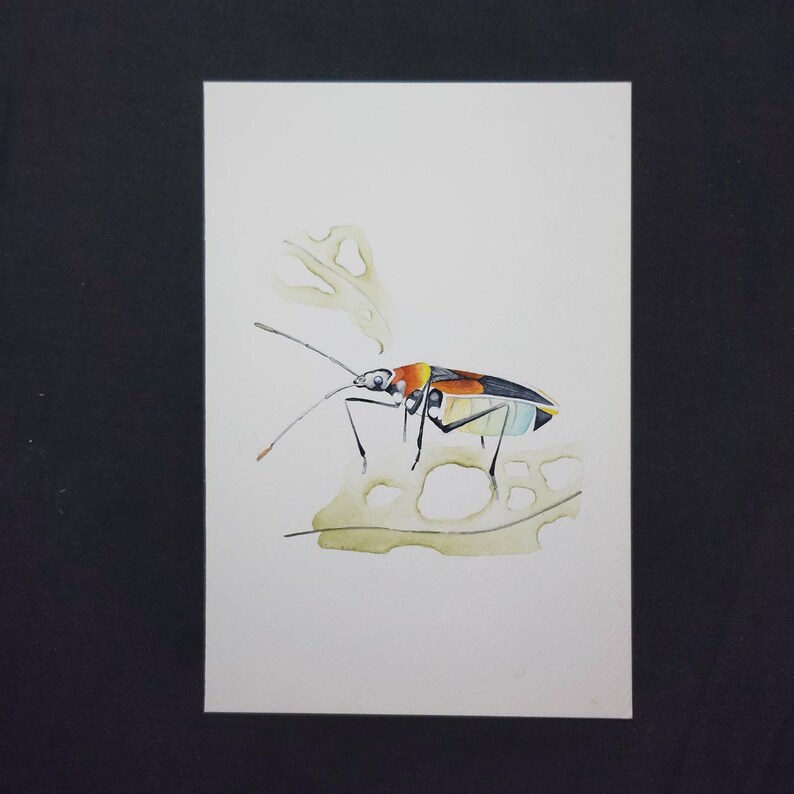 Original Watercolour Insect Painting 14.5 X 20.5cm - Etsy