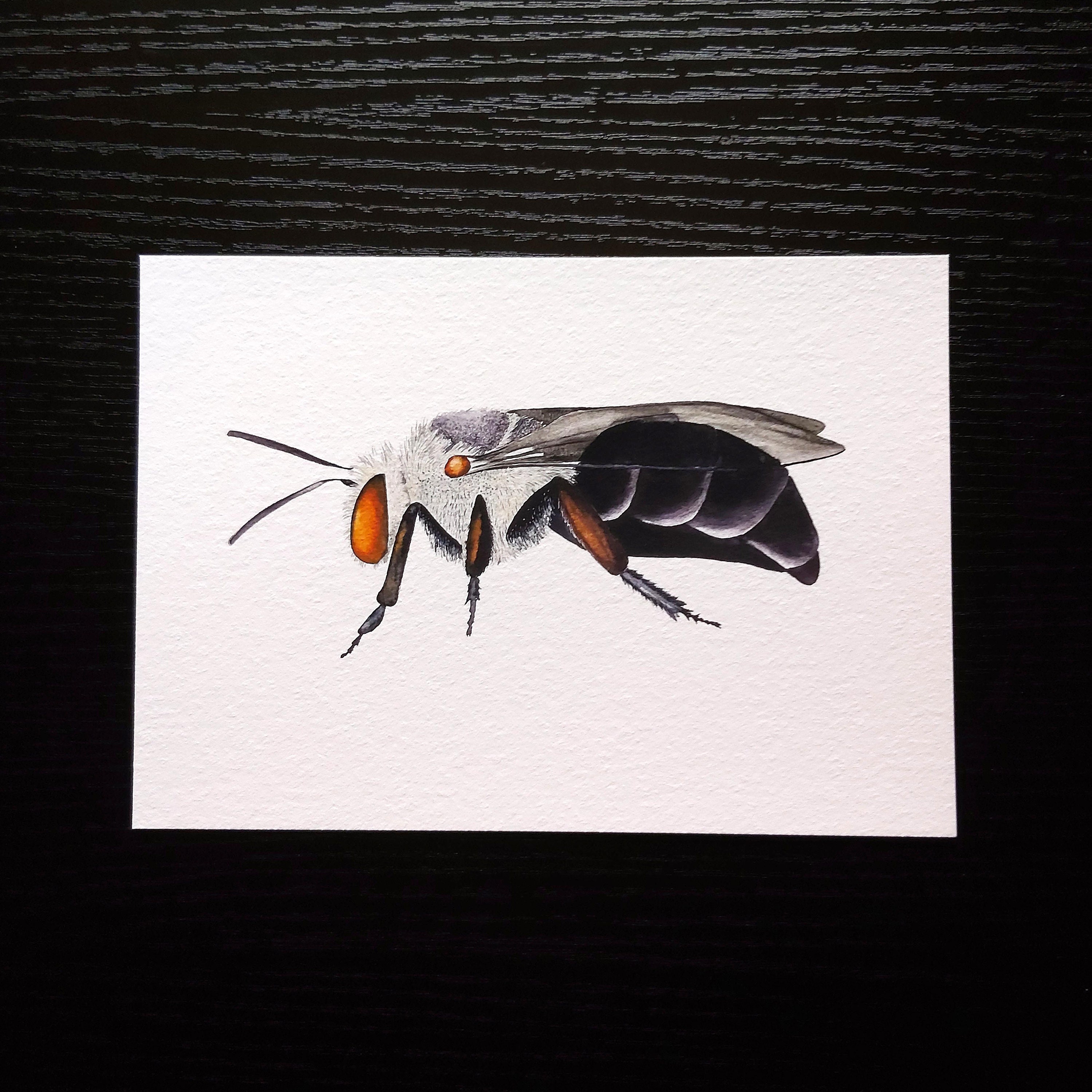Native bee illustration quality art print A5 21x14.7cm | Etsy