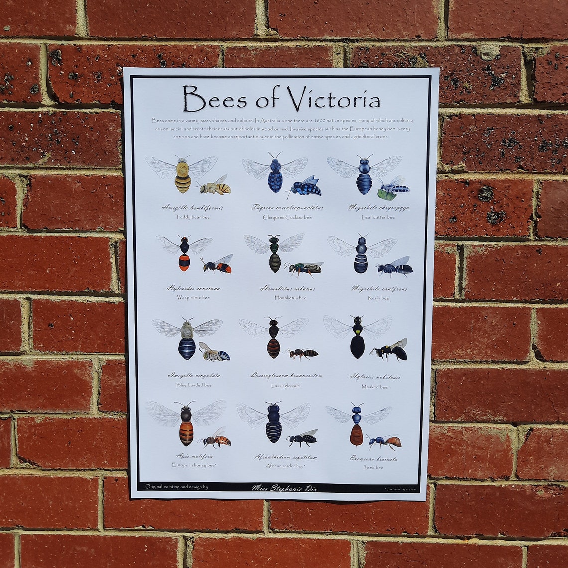 Bees of Victoria Identification Poster | Educational Species Guide ...