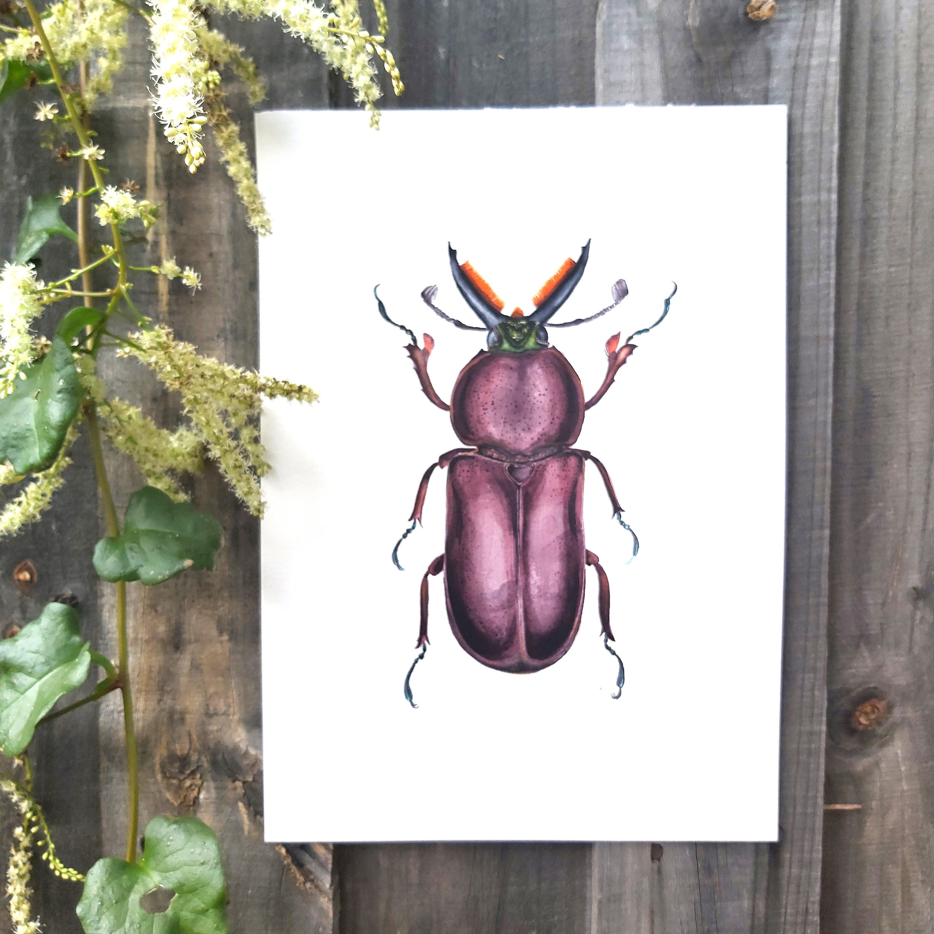 Native Stag Beetle Original Watercolour Painting 29.7 X 21cm Nature ...
