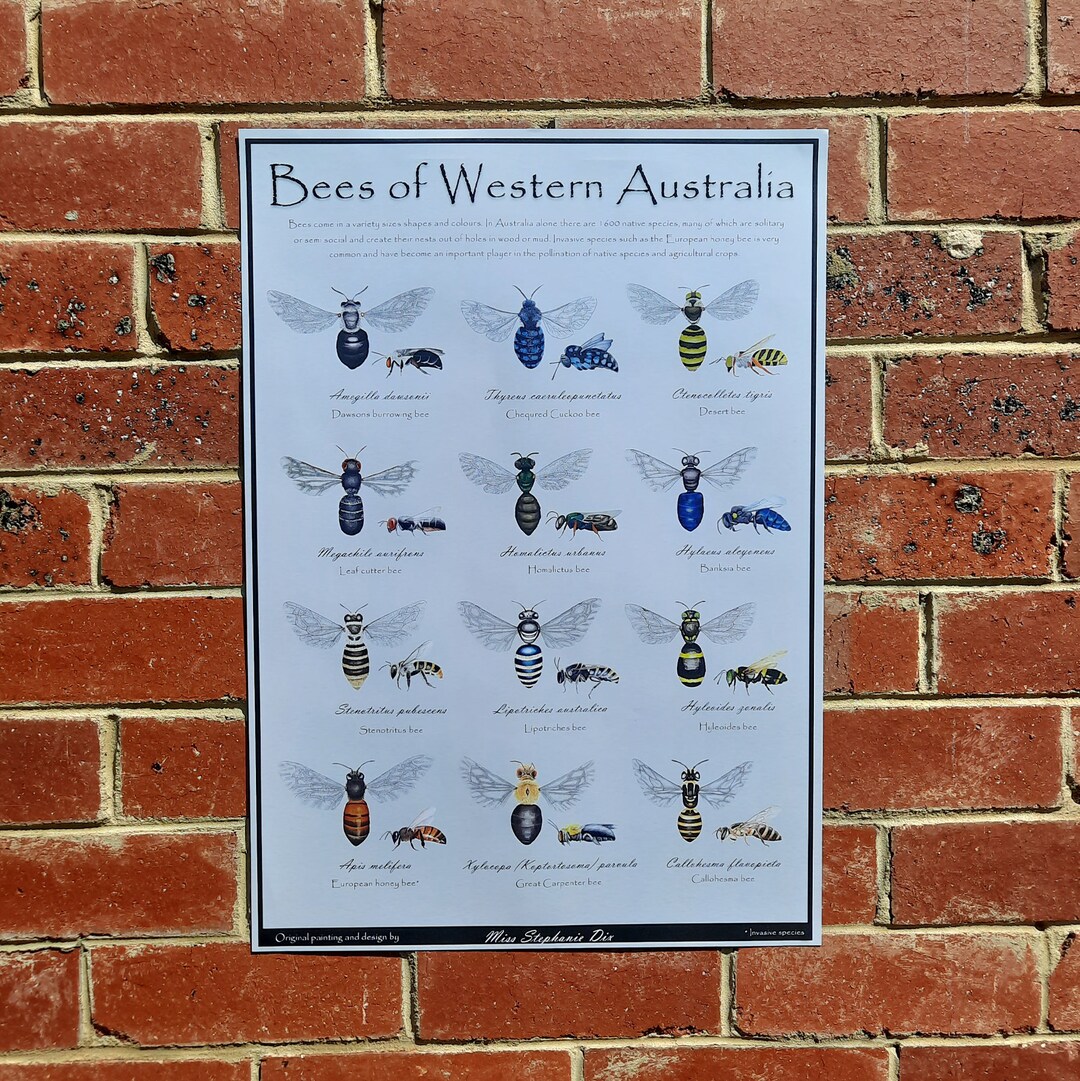 Bees of Western Australia Identification Poster | Illustrated Guide to ...