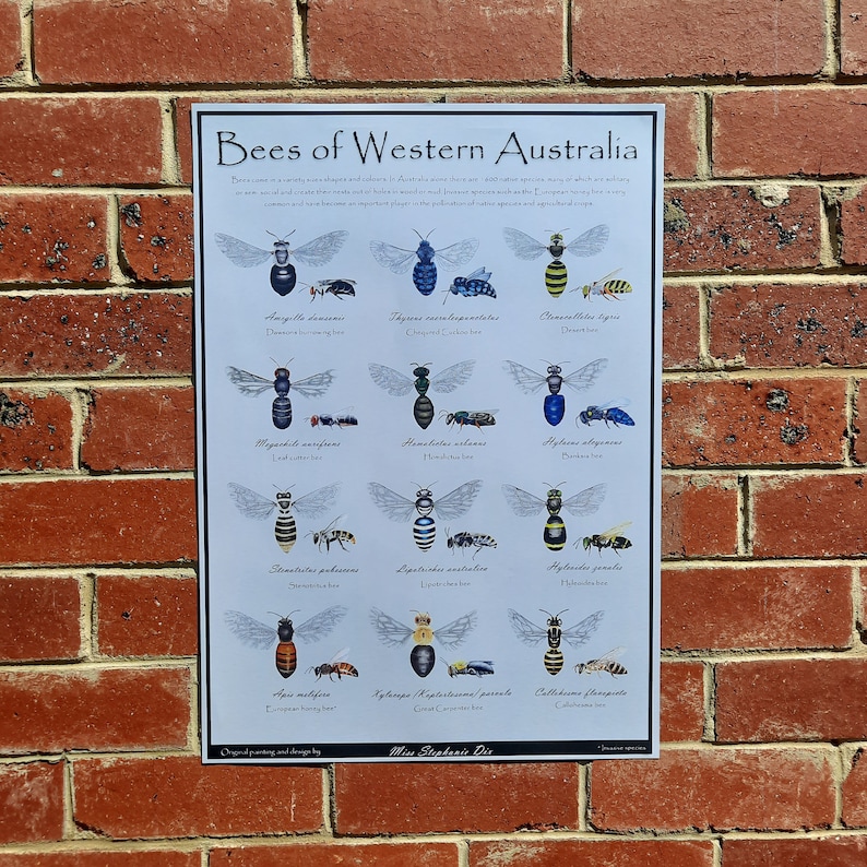 Bees of Western Australia Identification Poster Illustrated Guide to ...