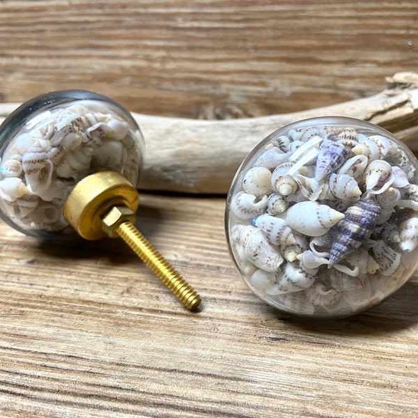 Seashell Knobs - Etsy