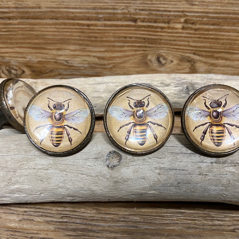 Insect Drawer Knobs - Etsy