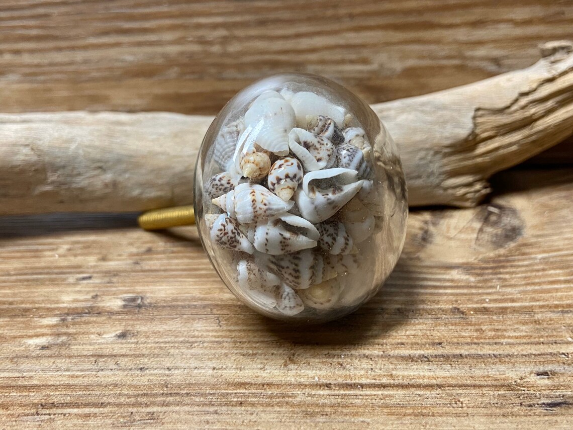 SET OF 4 Glass Seashell Filled Dome Knobs Clear Glass Knob - Etsy