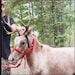 3D Printed Horse Reindeer Antlers, Lightweight Halter Attachment - Etsy