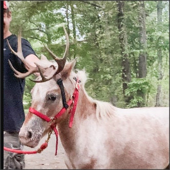 3D Printed Horse Reindeer Antlers, Lightweight Halter Attachment - Etsy