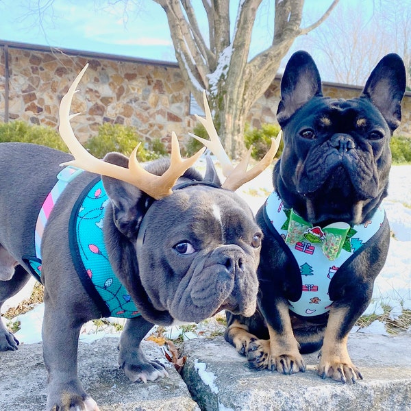 Toothless Dog Costume - Etsy