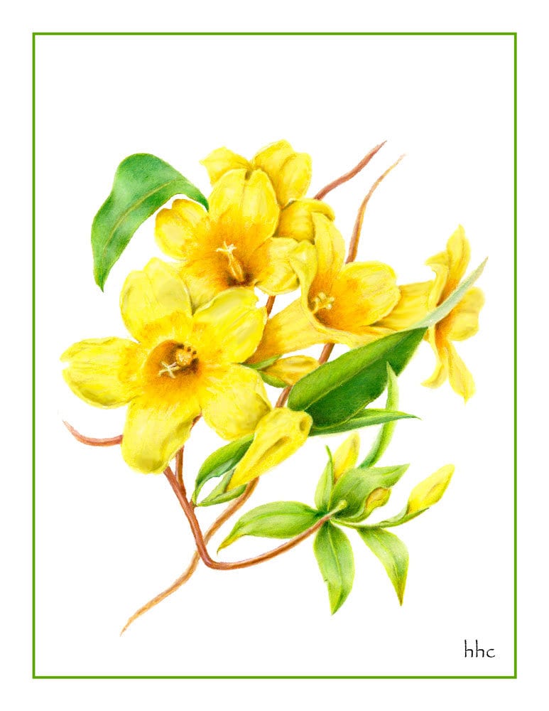 Yellow Jasmine Flower Drawing