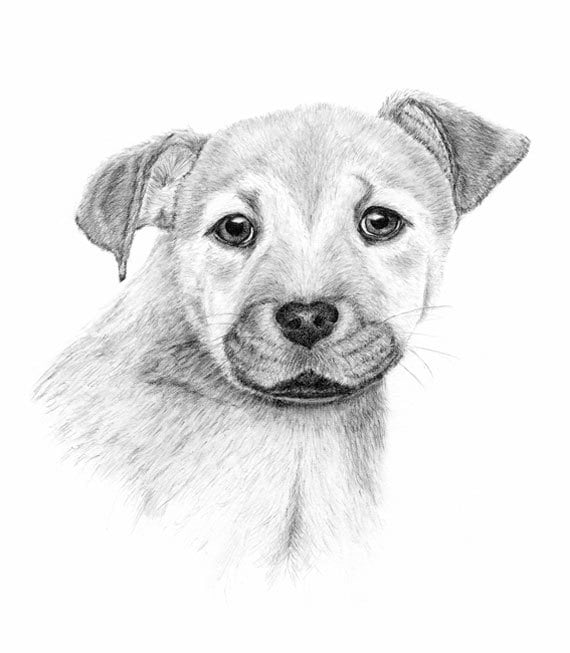 Mutt Pup Cards & Prints From Original Graphite Drawing | Etsy