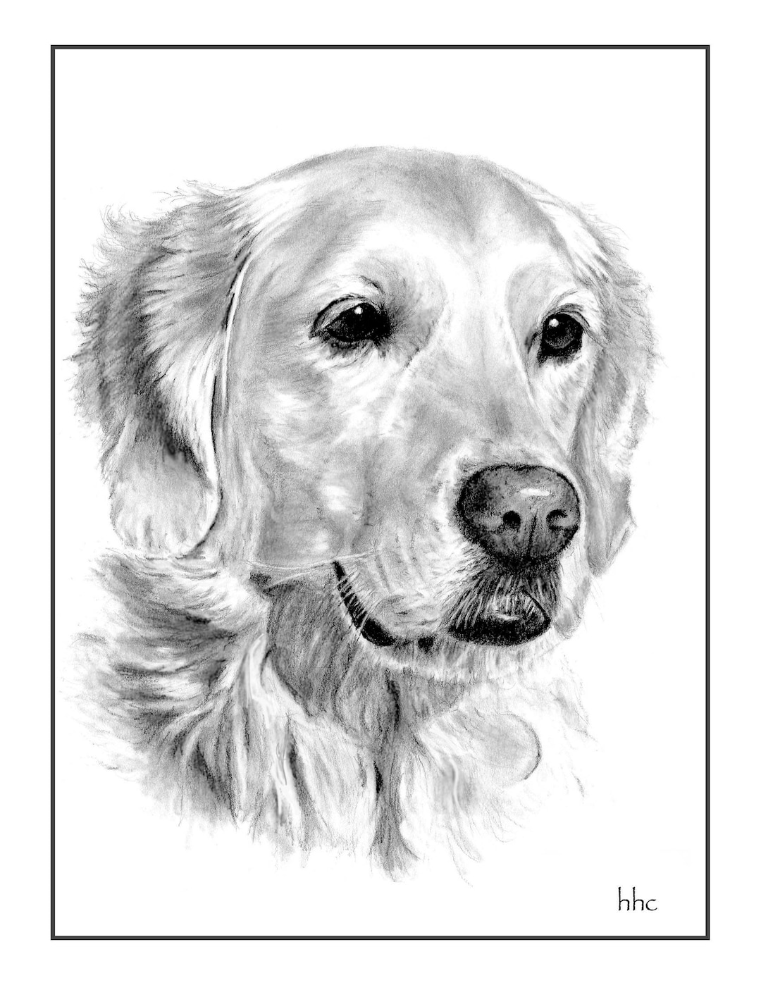 Golden Retriever Cards and Prints From Original Graphite Drawing - Etsy