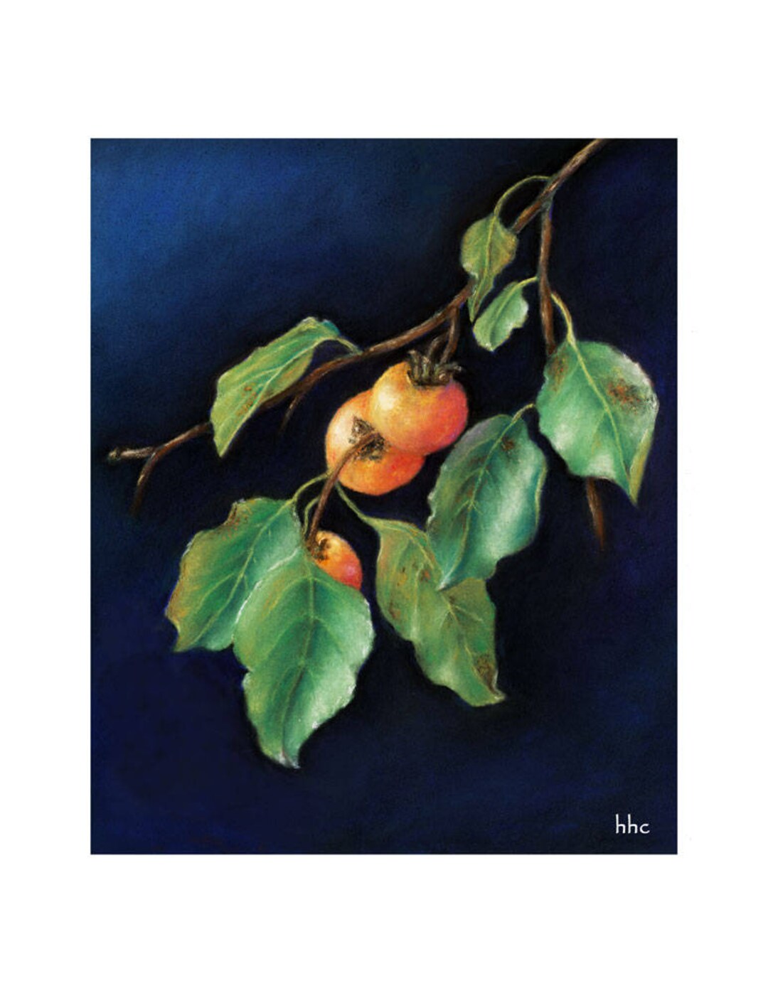 Persimmon Cards & Prints From Original Botanical Painting - Etsy