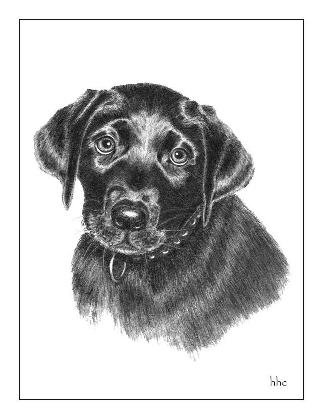 Black Lab Pup Cards and Prints From Original Graphite Drawing - Etsy