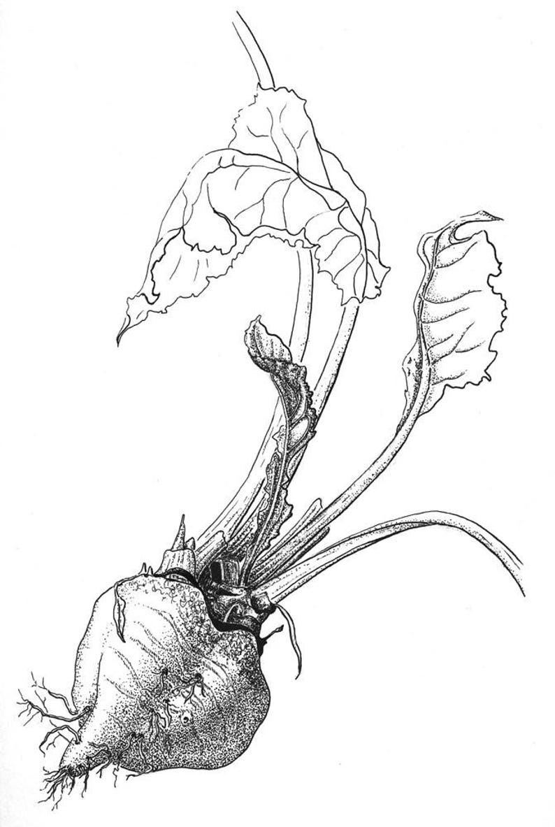 Beet Cards and Prints From Original Ink Drawing - Etsy