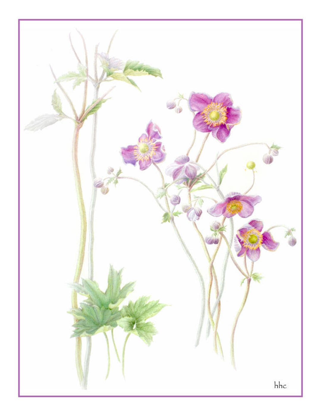 Japanese Anemones Cards and Prints From Original Botanical Painting - Etsy