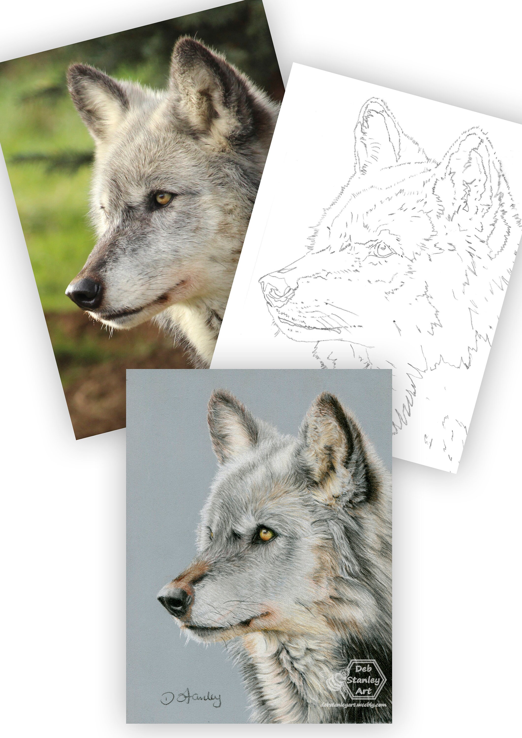 Akela Coloured Pencil Tutorial by Deb Stanley Art - Etsy