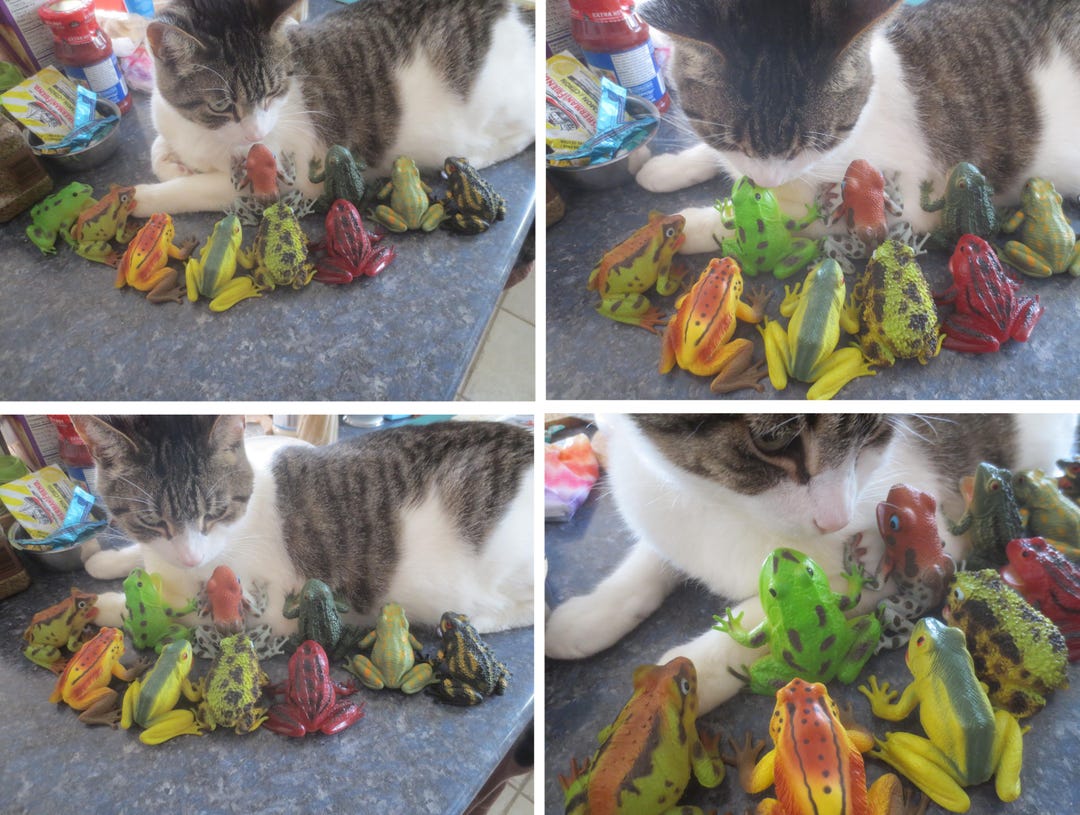 Crazy Army of Frogs Versus Lewis the Shop Cat. **FREE Shipping** - Etsy