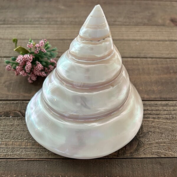 Trochus Shell - Etsy