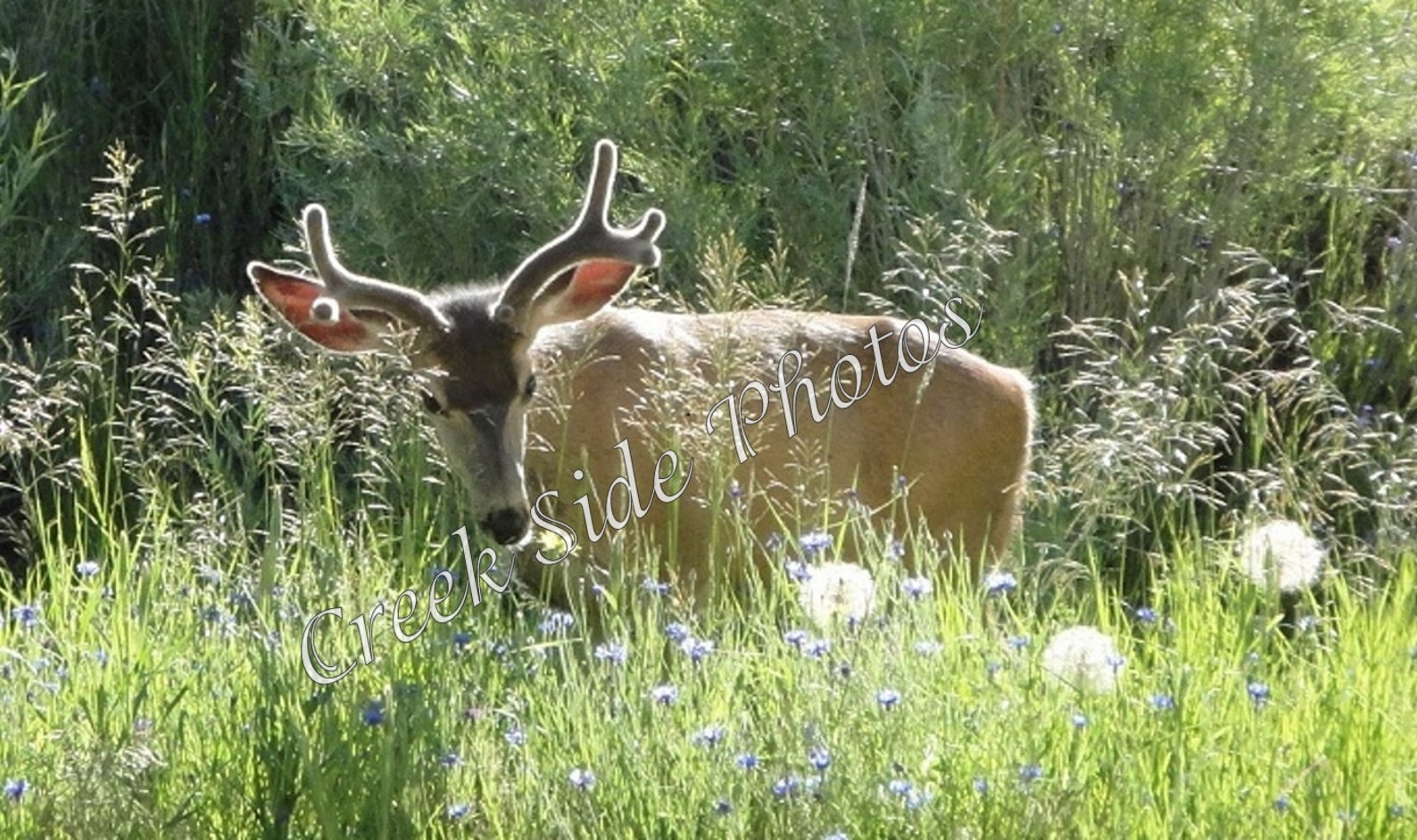 Instant Digital Download, Handsome Buck, Animal Photography, Nature ...