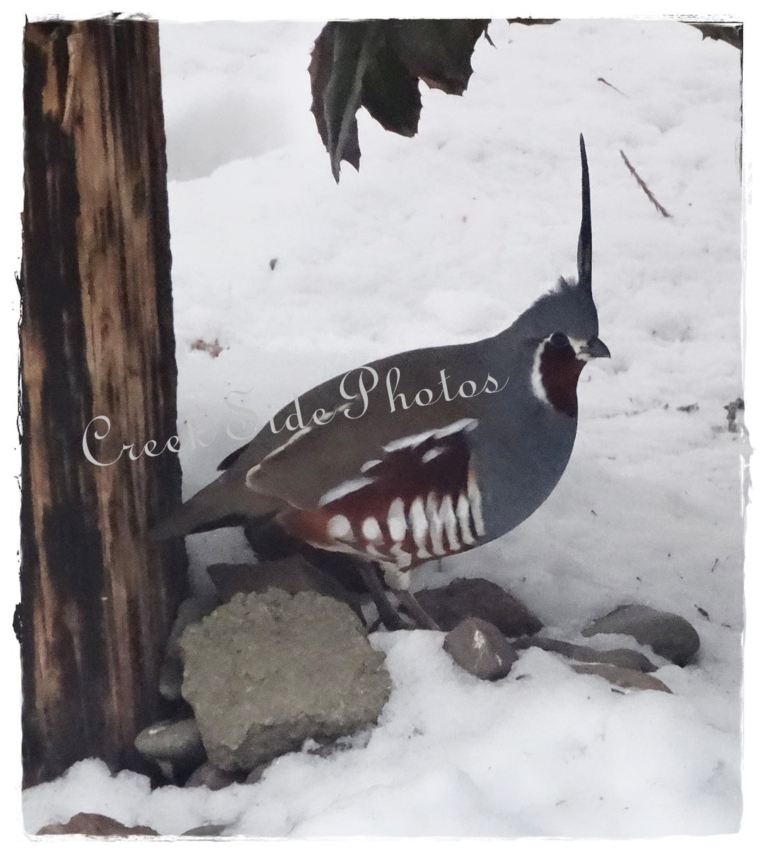Instant Digital Download, Mountain Quail, Bird, Oregon High Desert ...