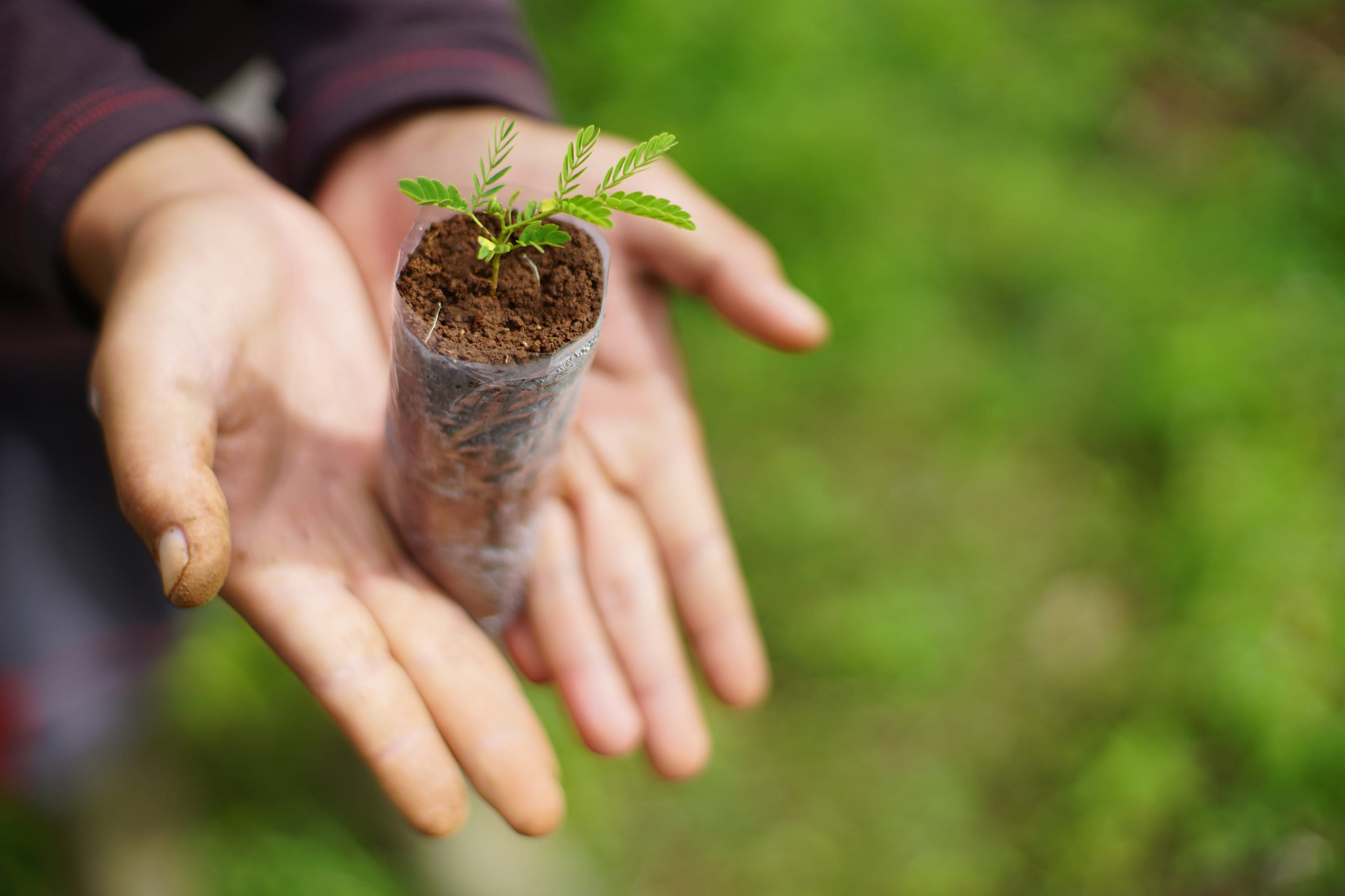 Virtual Reforestation Donation Little Fireface Project 10 Saplings ...