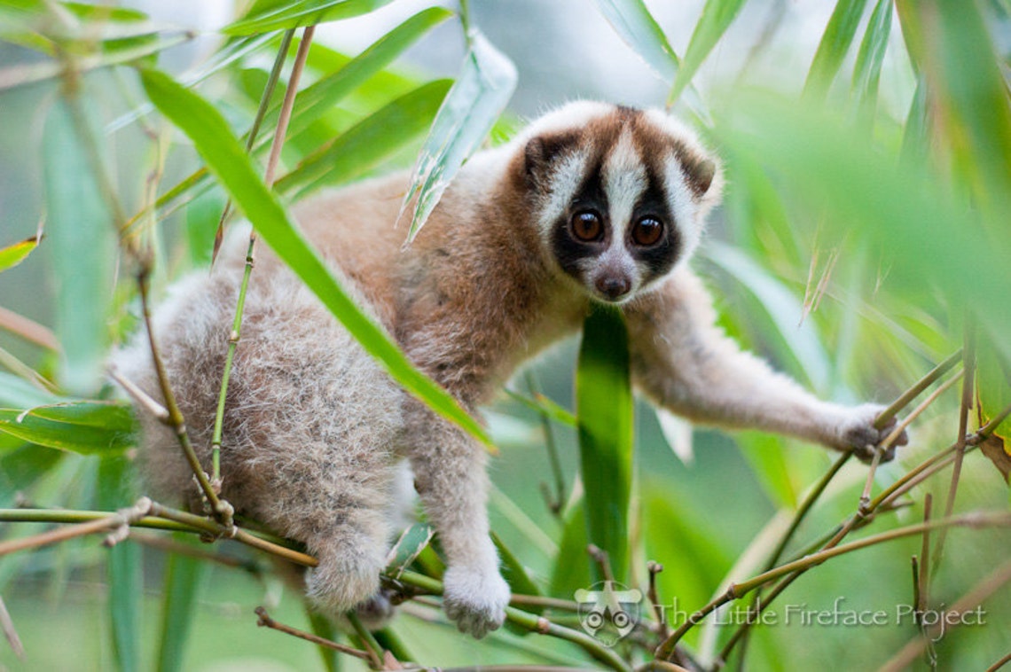 Slow Loris Plush Plushie Cuddly Toy Teddy the Best Way to - Etsy