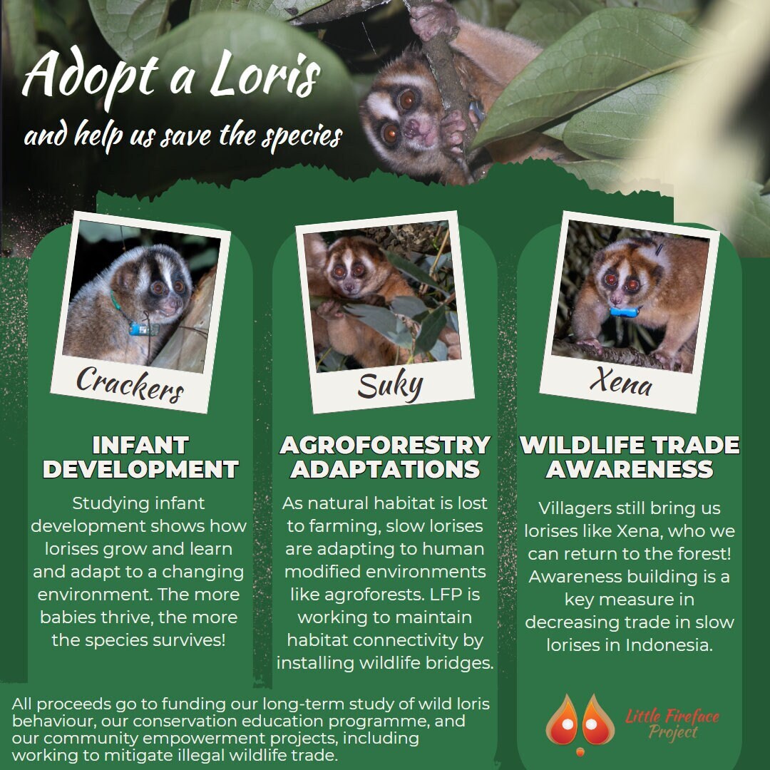 Javan Slow Loris Habitat
