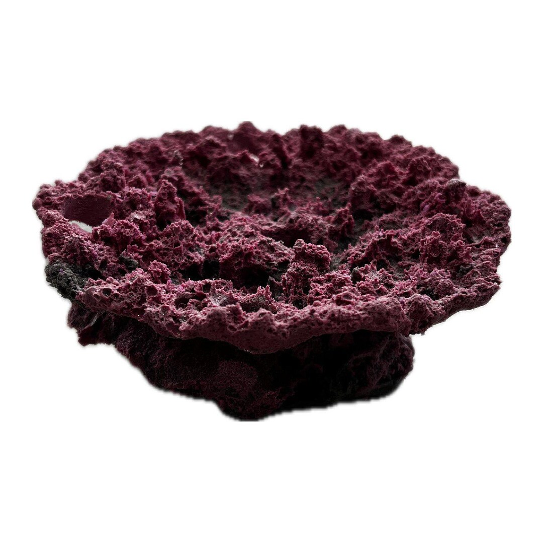 SANDBED 5 Hole Acropora Coral Plate Frag Rack/rock for Live Coral Plug ...