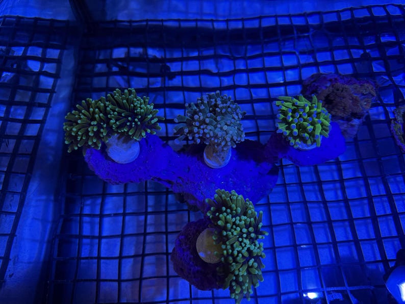 4 Hole Tripod Sandbed Frag Rock Frag Rack for Live Coral Plugs - Etsy