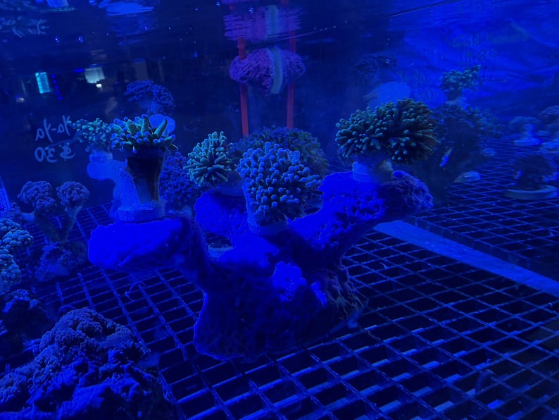 4 Hole Tripod Sandbed Frag Rock Frag Rack for Live Coral Plugs - Etsy