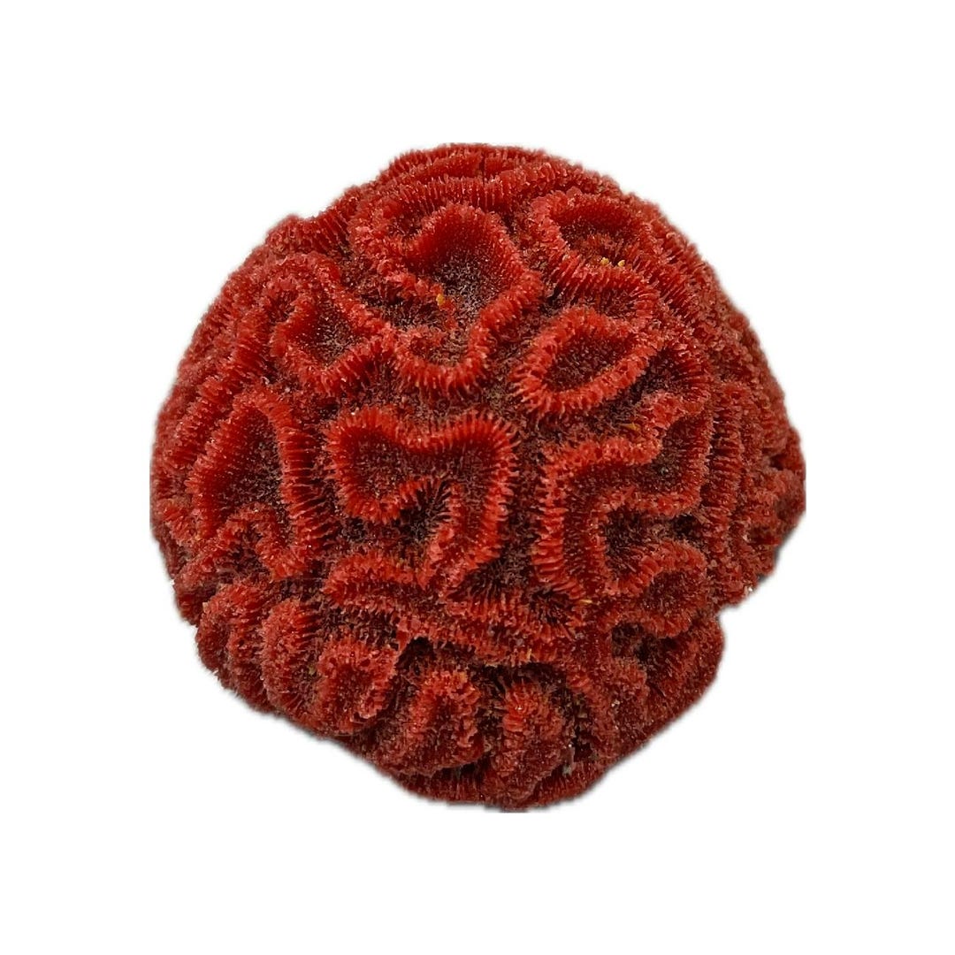 Artificial Brain Coral #224 by Ocean Aquaria Aquarium Safe Urethane ...