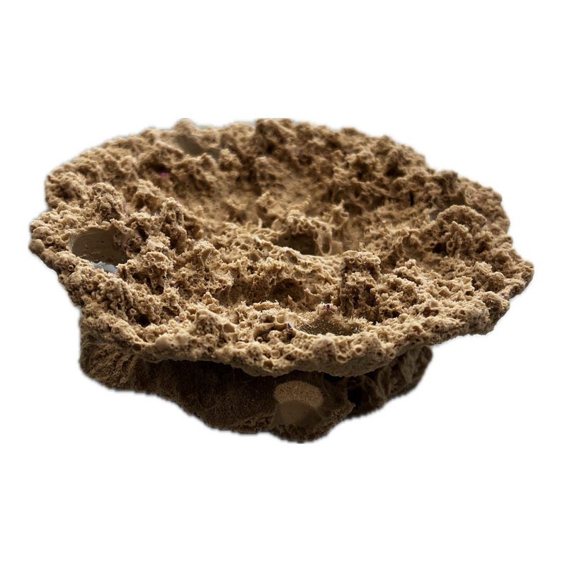SANDBED 5 Hole Acropora Coral Plate Frag Rack/rock for Live Coral Plug ...