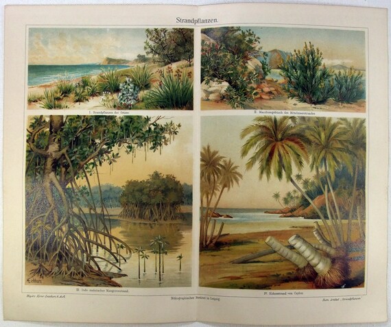 Original 1905 Chromo-Lithograph by Meyers Antique Zierpflanzen I ...