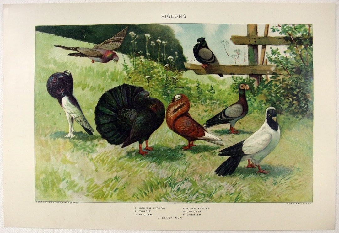 Pigeons - Original 1902 Dated Stone Chromo-lithograph by Julius Bien ...