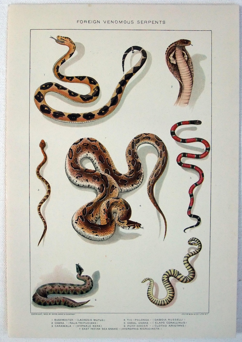 Foreign Venomous Serpents - Snakes - Original 1902 Dated Stone Chromo ...
