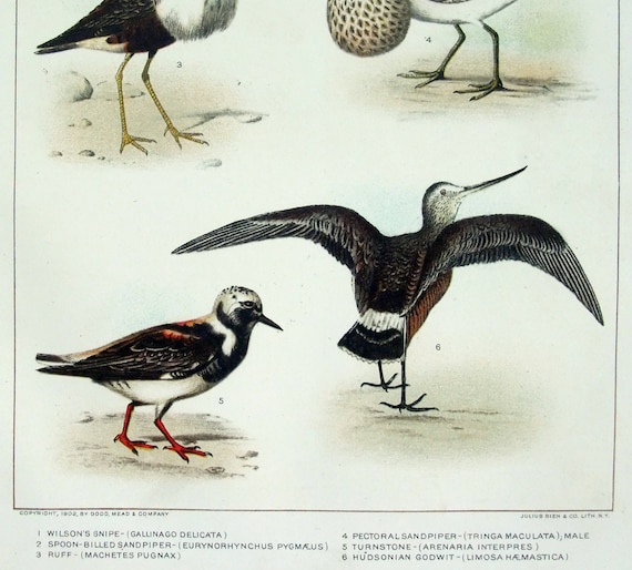 Types Of Shorebirds