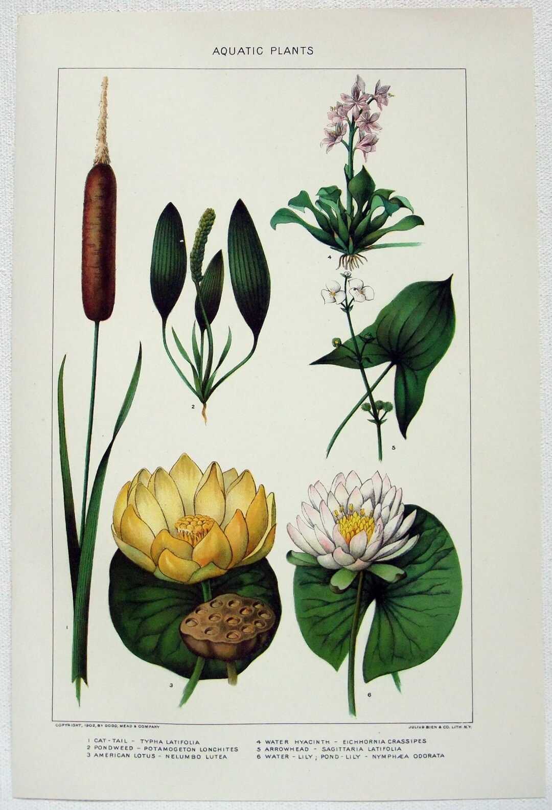 Aquatic Plants Original 1902 Dated Stone Chromo-lithograph by Julius ...