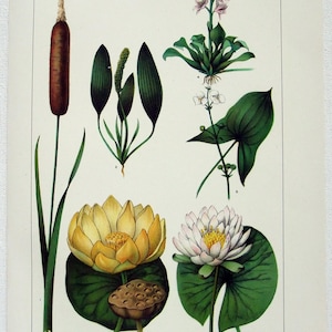 Aquatic Plants - Original 1902 Dated Stone Chromo-lithograph by Julius ...