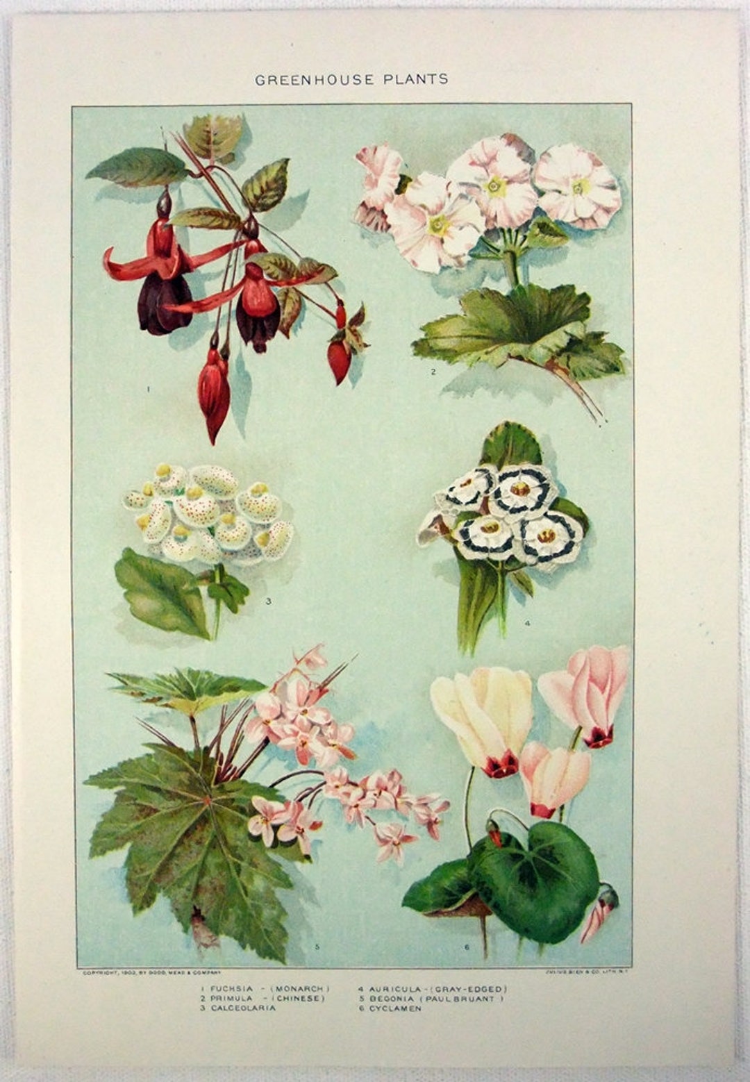 Greenhouse Plants - Original 1902 Dated Stone Chromo-lithograph by ...