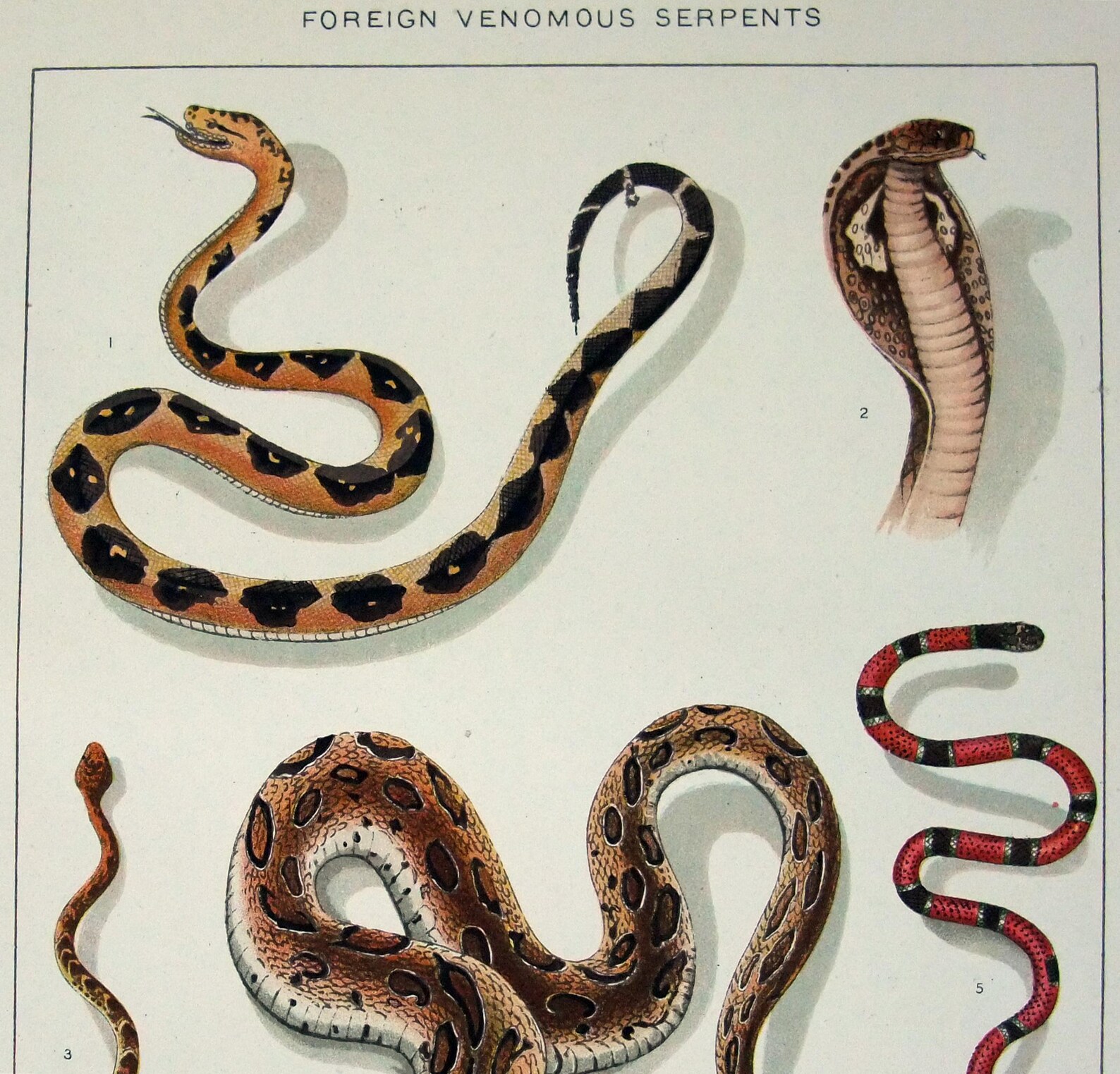 Foreign Venomous Serpents - Snakes - Original 1902 Dated Stone Chromo ...